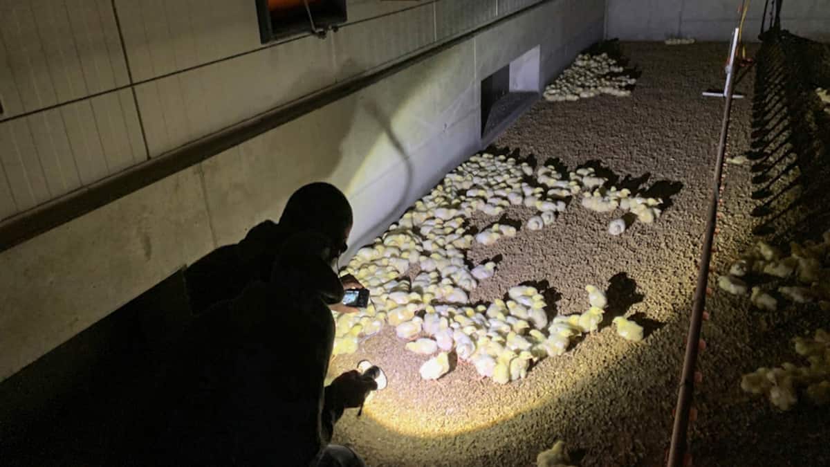 VGT vs. Sentience: Das Tierschützer-Duell ums Wohl der Tiere | Beobachter