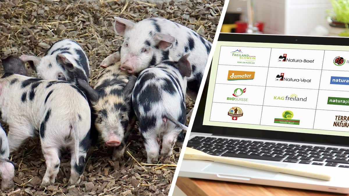 Welche Tierwohl-Label gut sind | Beobachter