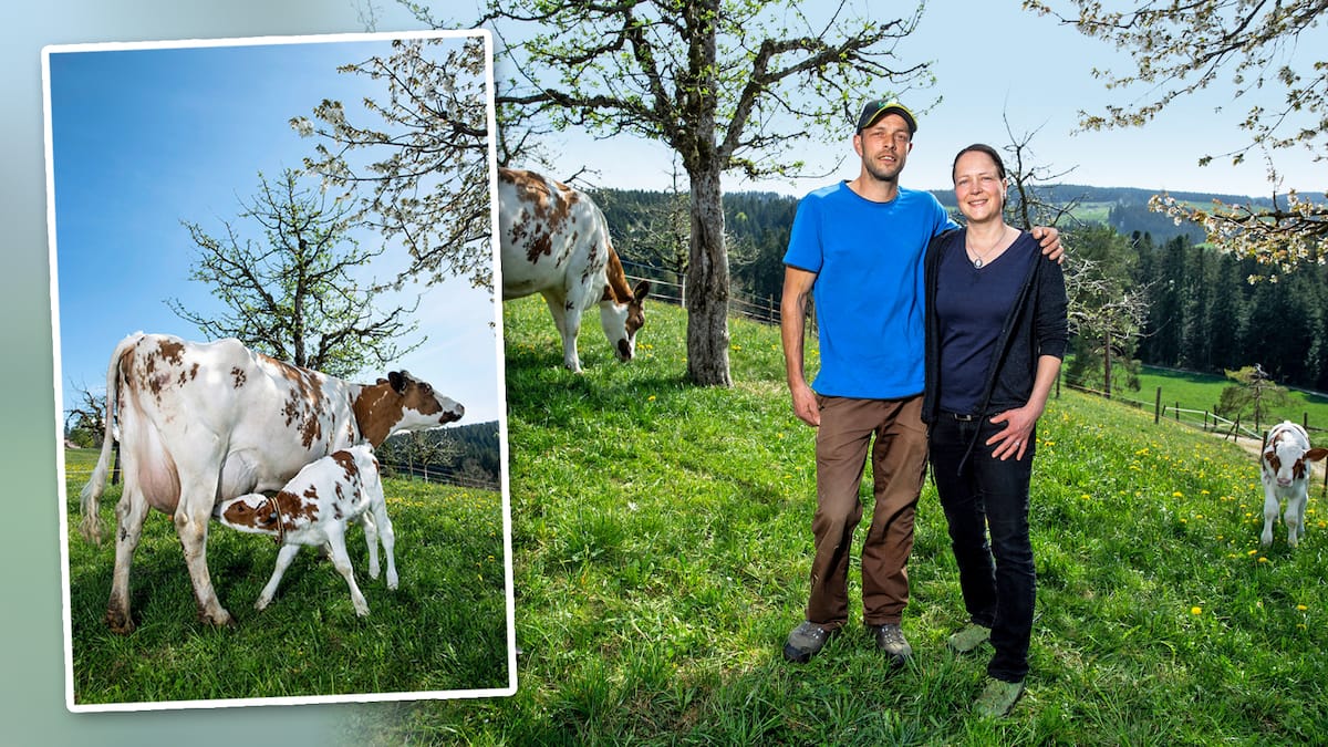 Mutterkuhhaltung: Hier sind Milchkuh und Kalb nicht getrennt | Beobachter
