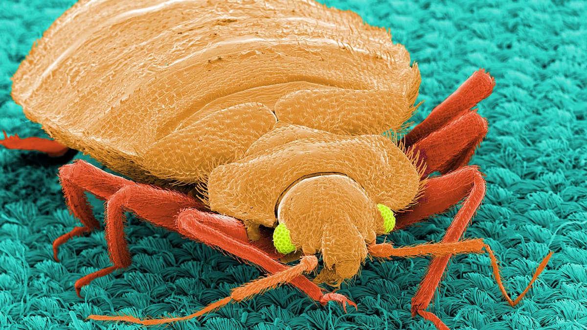 So bekämpfen Sie Bettwanzen und Co. | Beobachter