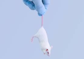 VGT vs. Sentience: Das Tierschützer-Duell ums Wohl der Tiere | Beobachter