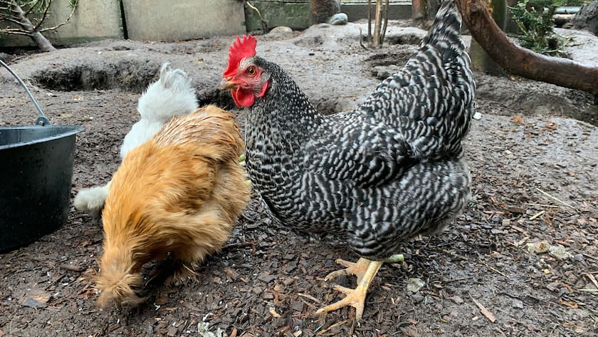 Poulet: Duft rettet Huhn | Beobachter